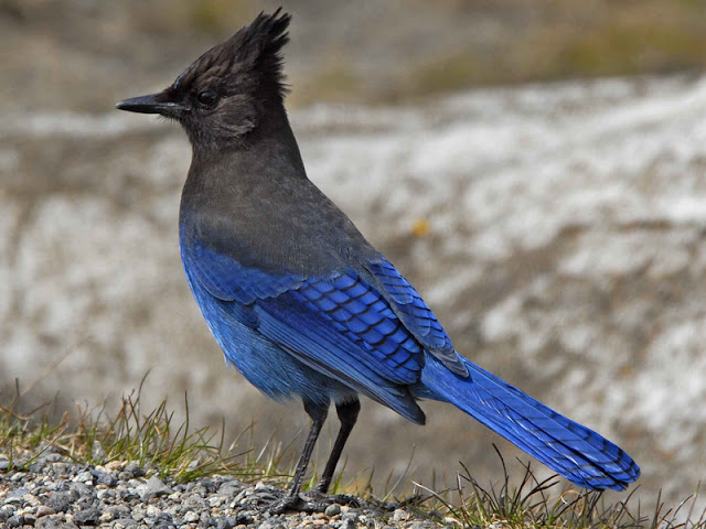 The Life of Sweet Birds: STELLER'S JAY BIRDS