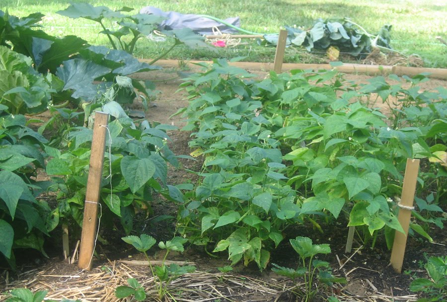 Out in Them Sticks: Monday Garden Club