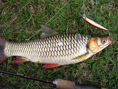 Miau Wantz Her Fillet: The Sultan Fish