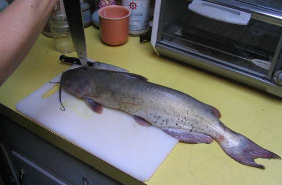 Miau Wantz Her Fillet: How to kill a fish...humanely of course