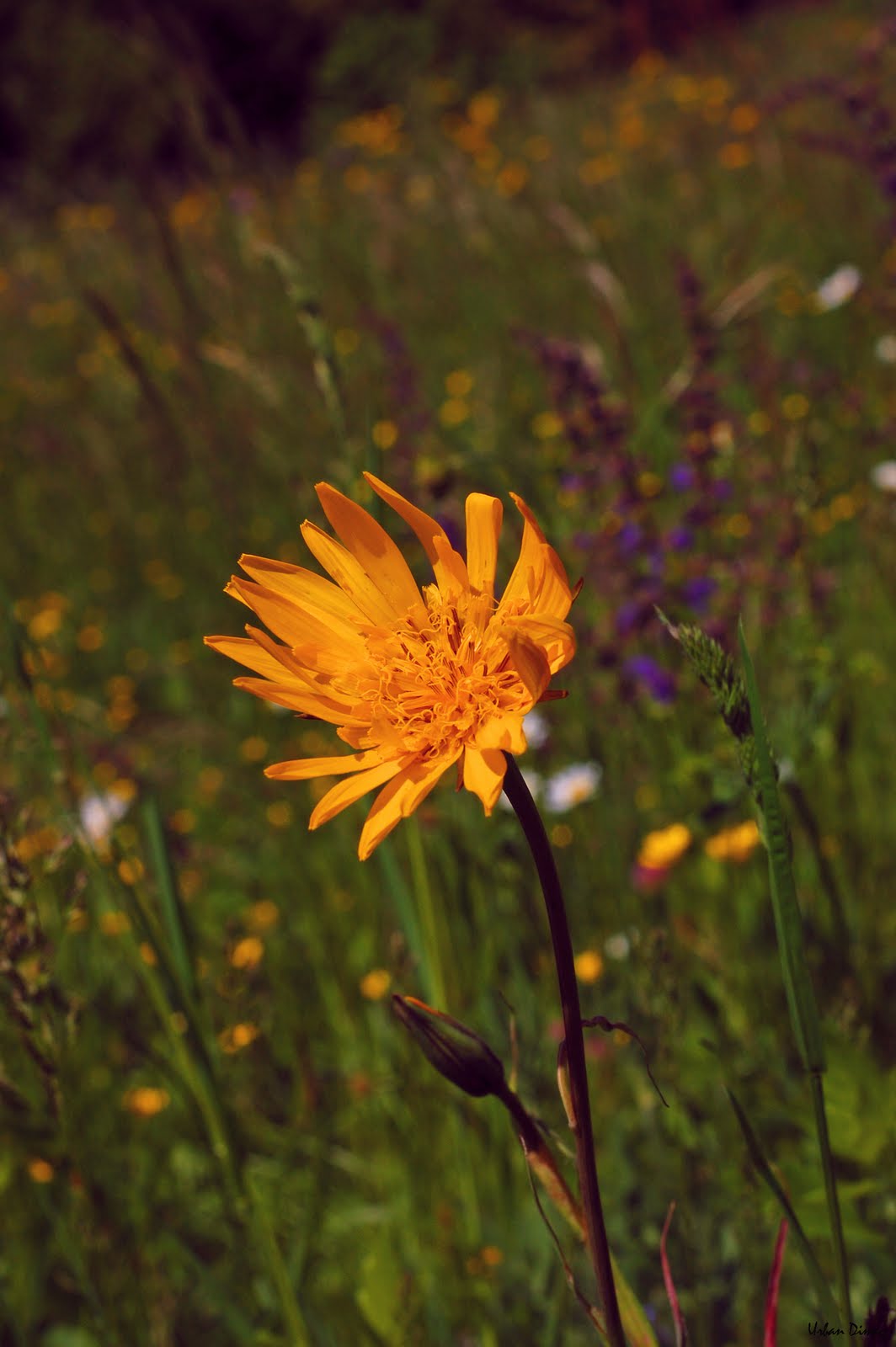 skozi steklene oči: rožice