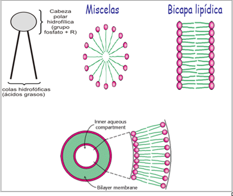 Ciencias Las Cabezas: Lipidos 2008-2009