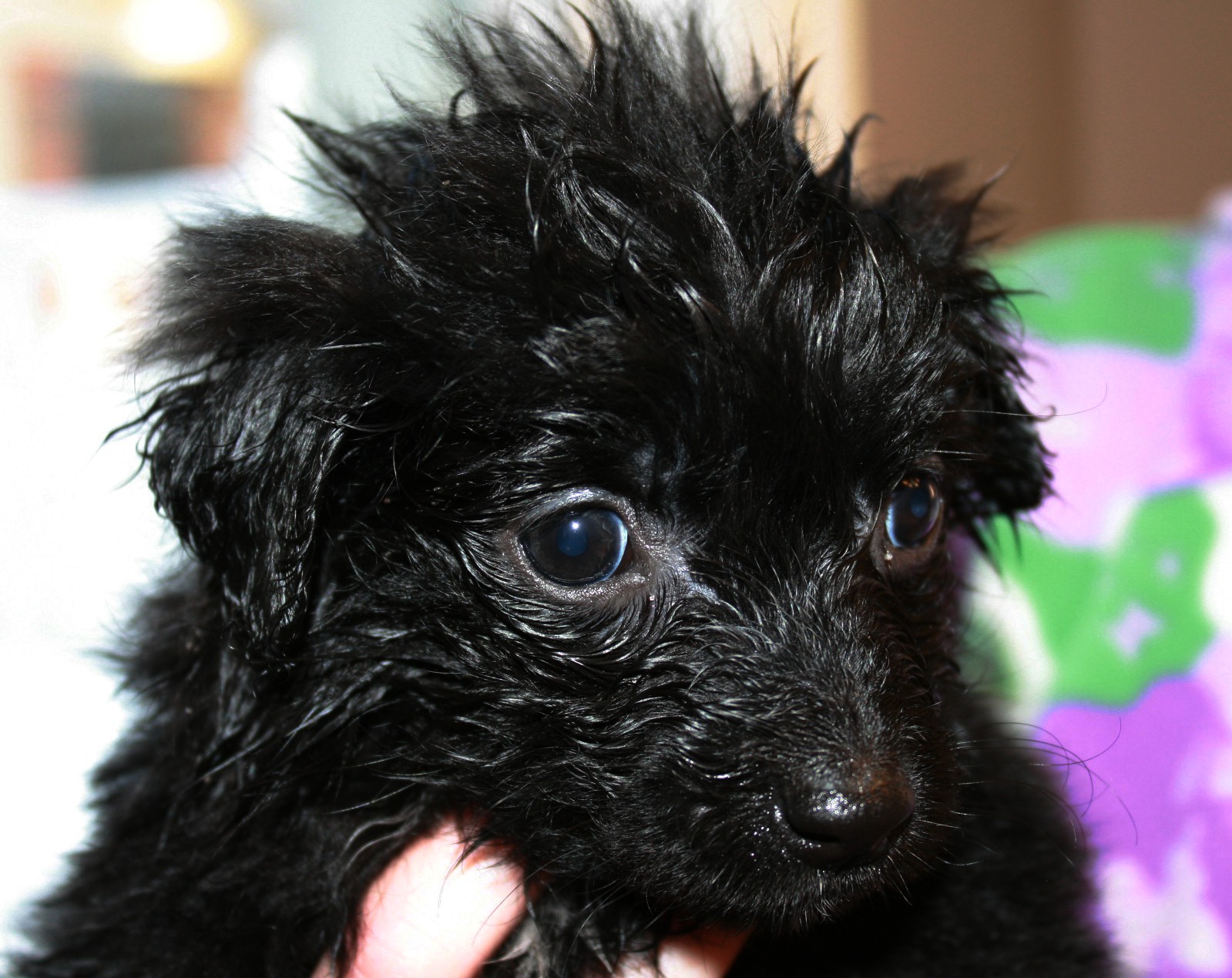 love to create: AARCS Update - Puppy Baths