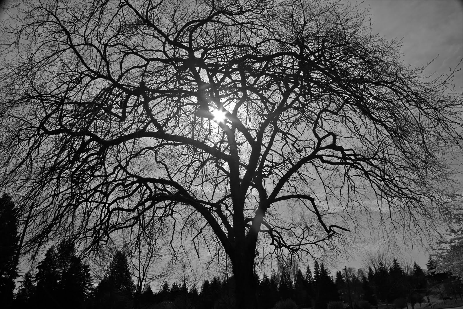 Shoreline Area News: Photo: Moonlit Tree