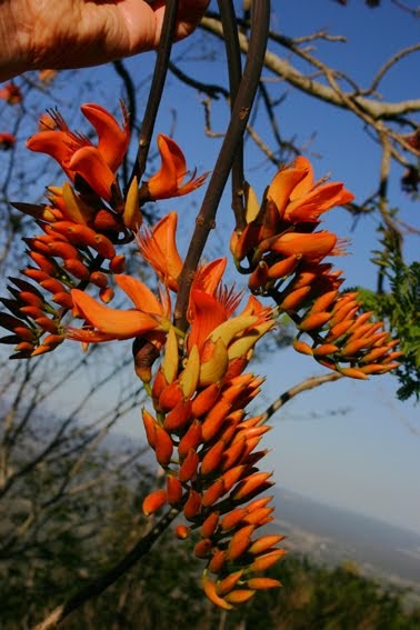 Toowoomba Plants: Bat’s Wing Coral Tree