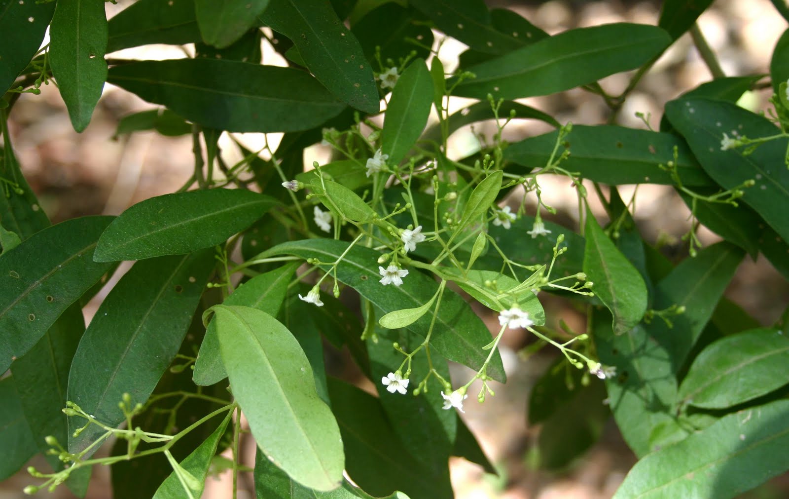 Toowoomba Plants: Corkwood