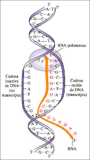Blog Biología: Transcripcion del ARN