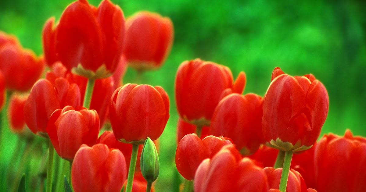 Worldspopular collections, World amazing details: Red color flowers