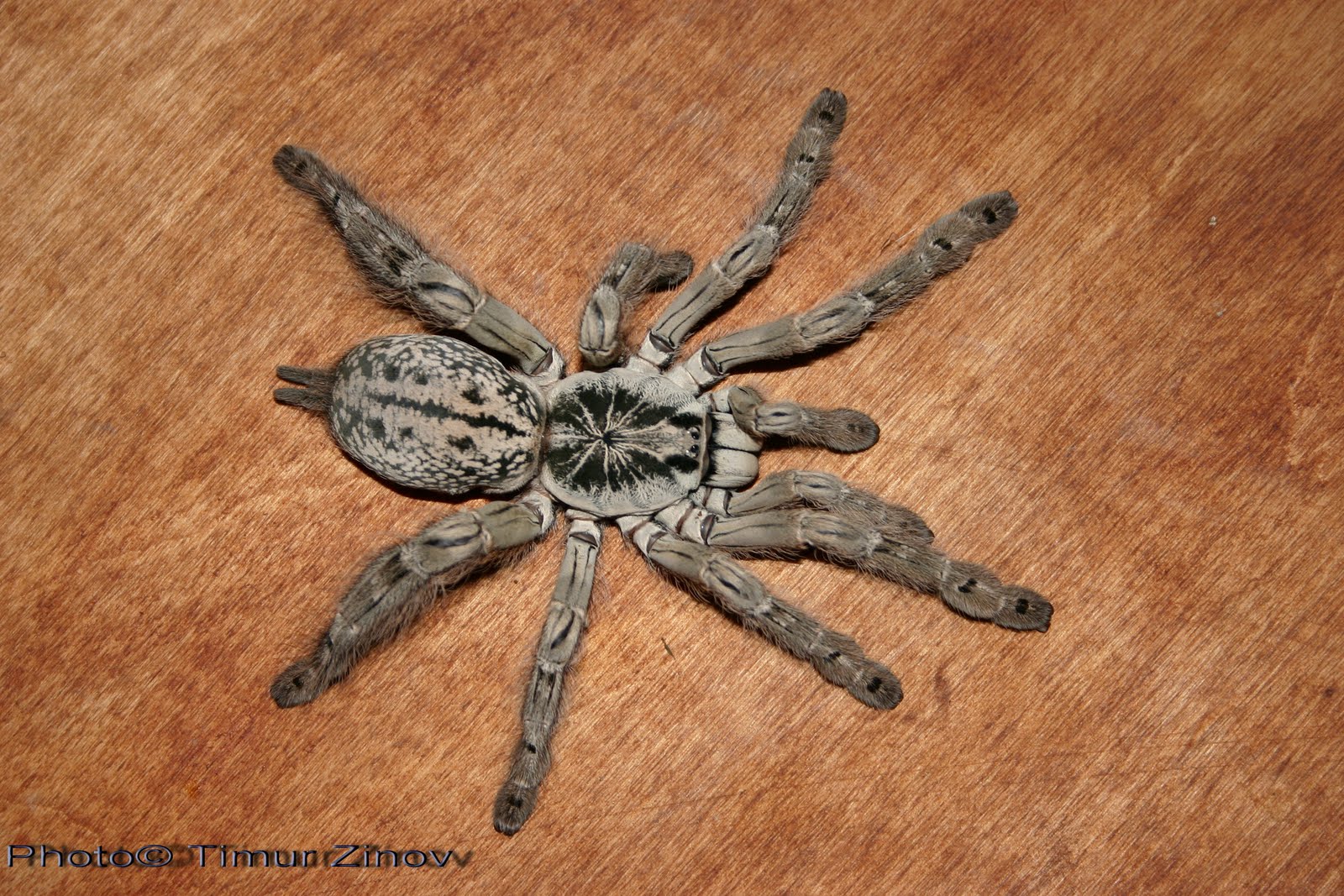 МИР ПАУКОВ: Heteroscodra maculata