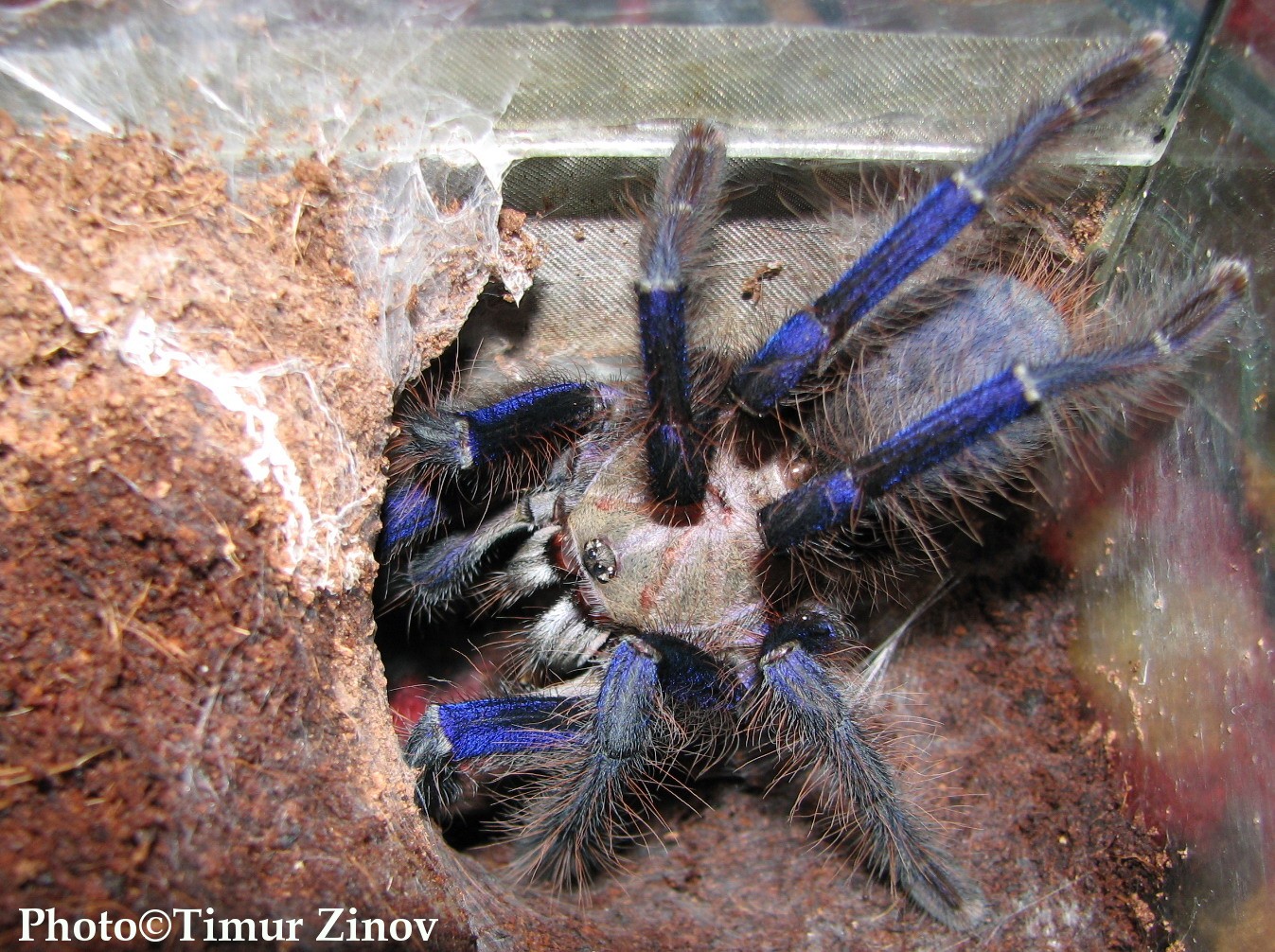 МИР ПАУКОВ: Omothymus violaceopes (Ex. Lampropelma violaceopes ...