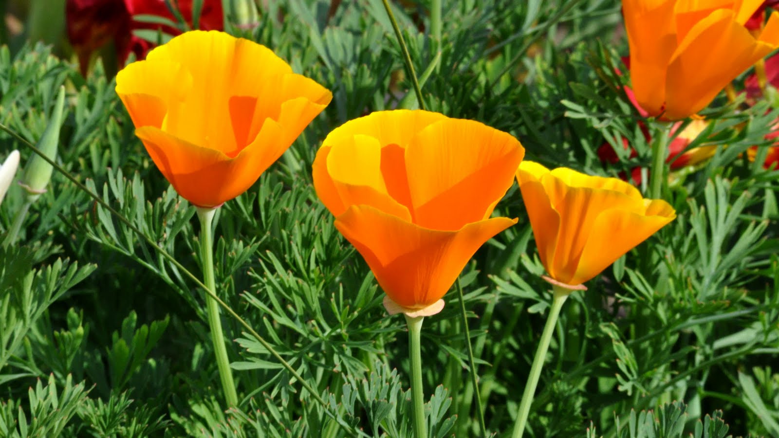 ipsoSacto: Poppy Love