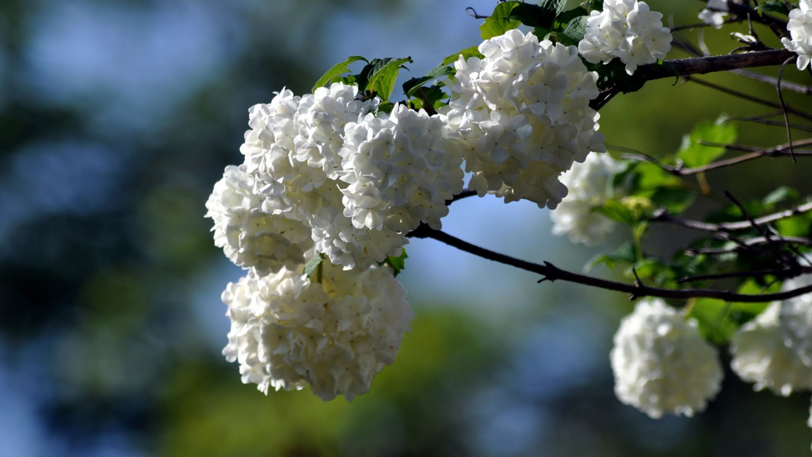 ipsoSacto: Pom-pons grow on trees