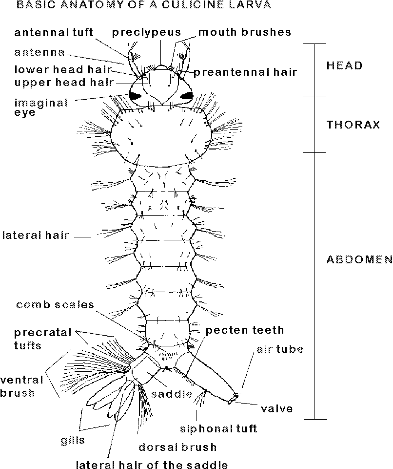 this is: ANOPHELINAE & CULICINAE : LARVAE