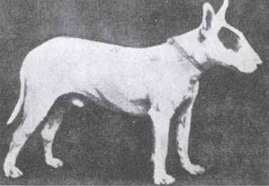 aficion al bull terrier: un poco de historia