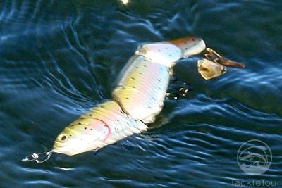 THE FISHING NEWS: DAIWA'S DEAD OR ALIVE FISHING LURE