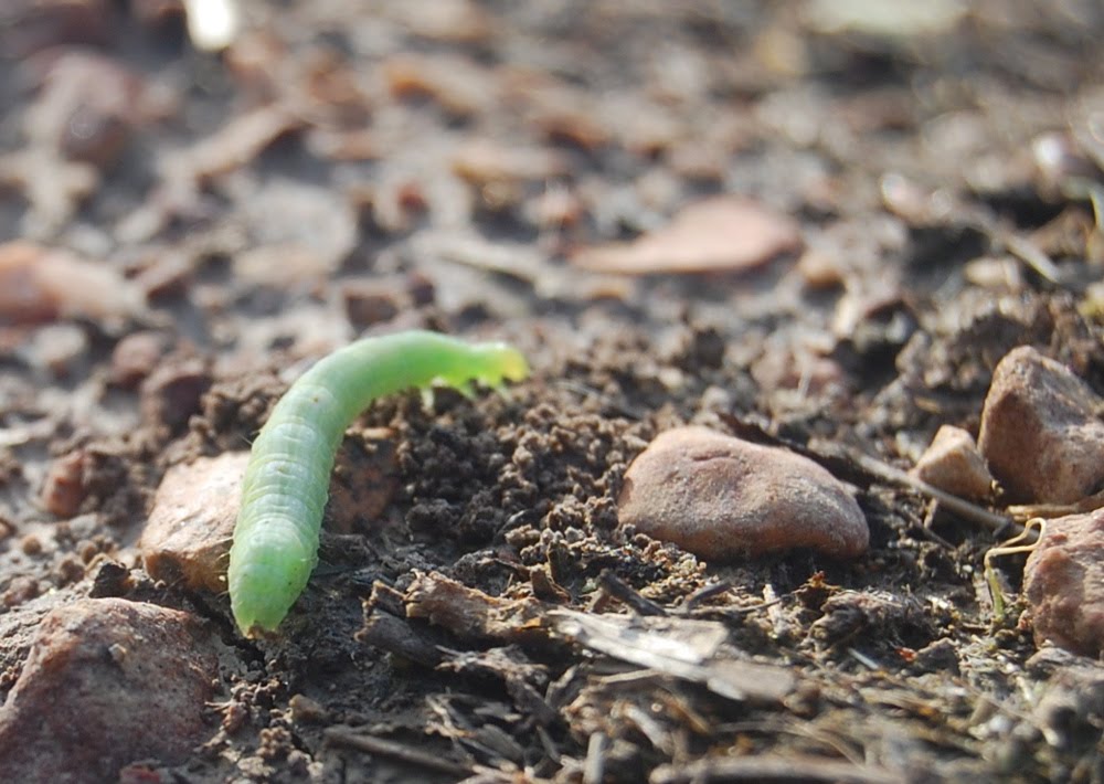 Picture This!: Cabbage & Cabbage Worm