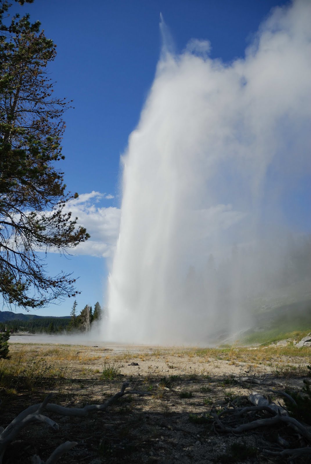 Moose Quest: Yellowstone Geyser Basin