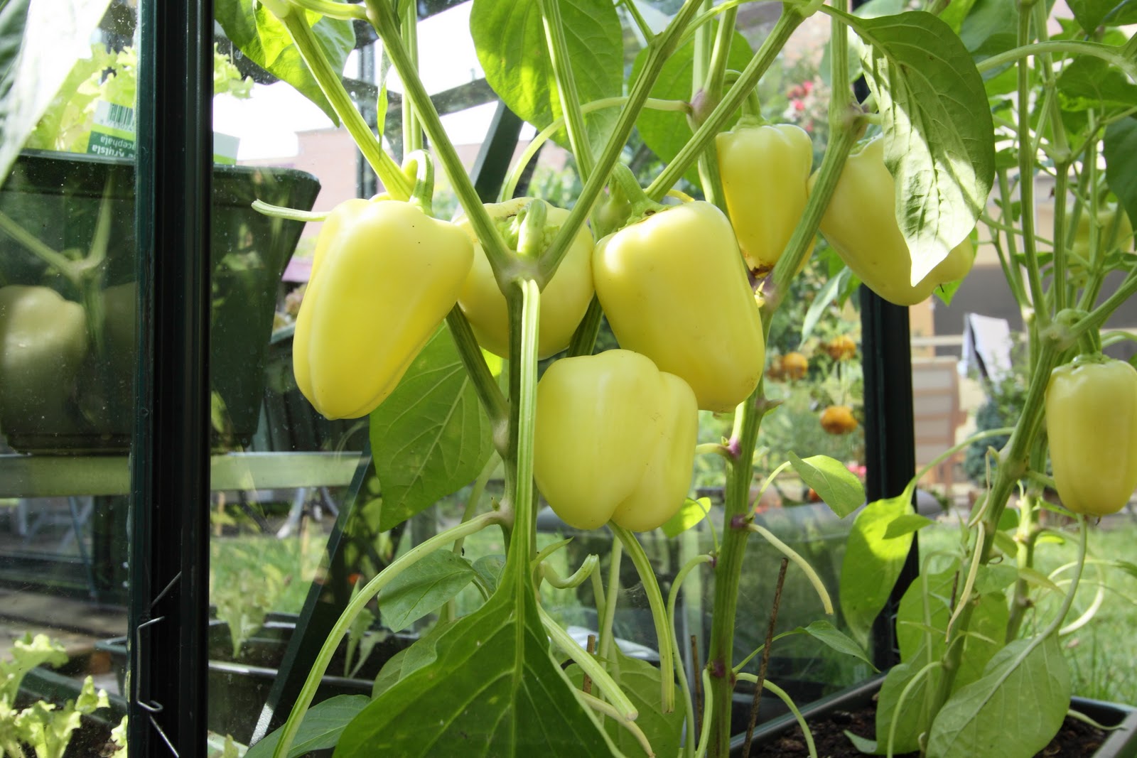 hobbydoe: Groente en fruit uit de kas
