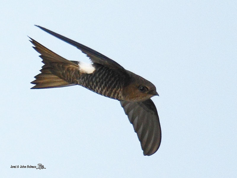 John's Hong Kong Birding: Pacific Swift
