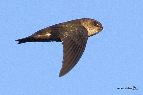John's Hong Kong Birding: Swiftlets on Mt. Kinabalu - some "dodgei ...