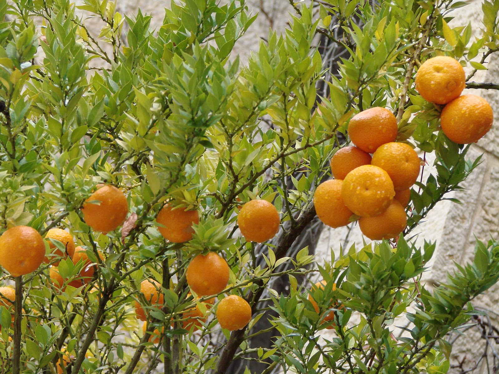 .: Israel Garden and Landscaping