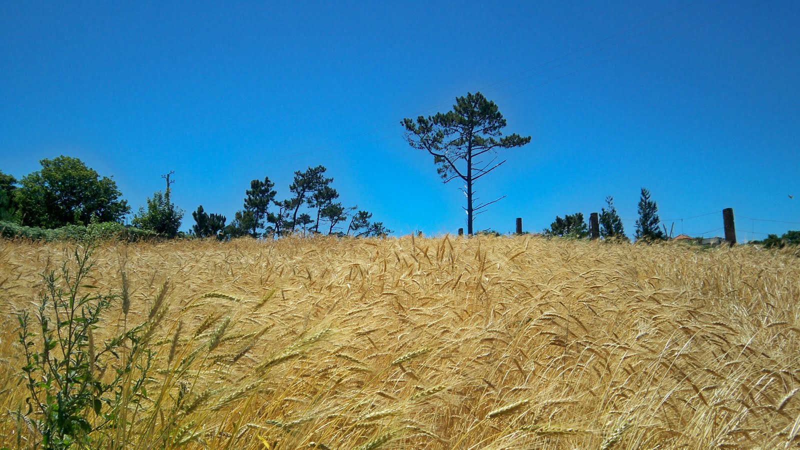 Encontros do Trigo: A história do trigo no Arquipélago da Madeira