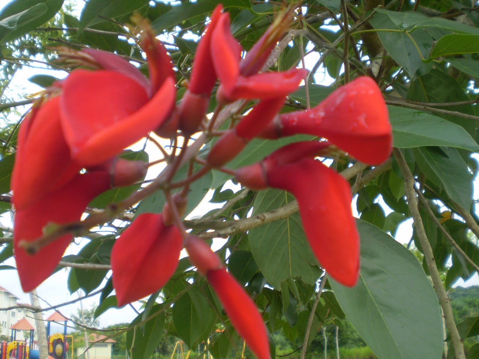 GO RIGHT IN....MY GARDEN: Travelling out on New Year..