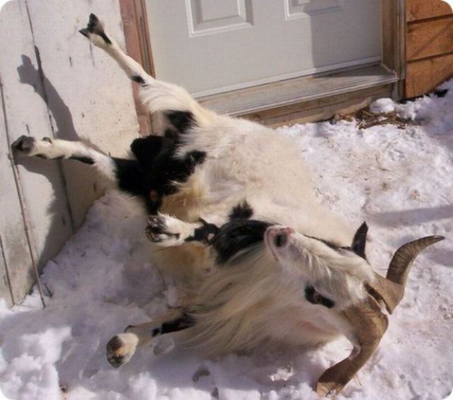 Damn Fresh Pics: Fainting Goats