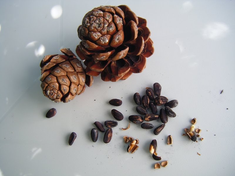 Isto não é o da Joana: Pinheiro, pinha, pinhões
