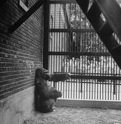 The Circus "NO SPIN ZONE": Bushman--Lincoln Park Zoo's Famous Gorilla--1947
