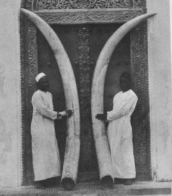 The Circus "NO SPIN ZONE": The Kilimanjaro Tusks--1898--The largest ...