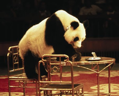 The Circus "NO SPIN ZONE": Panda's from the Chinese Circus in Canada