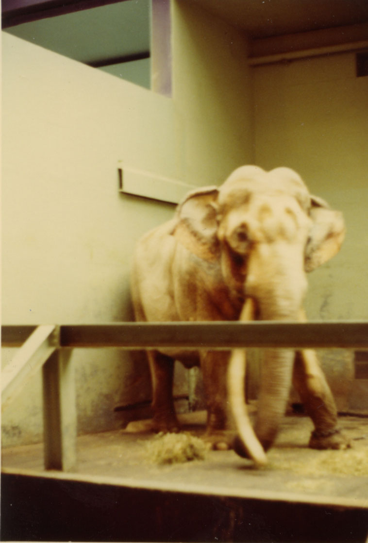 The Circus "NO SPIN ZONE": Ziggy--Brookfields Famous Elephant