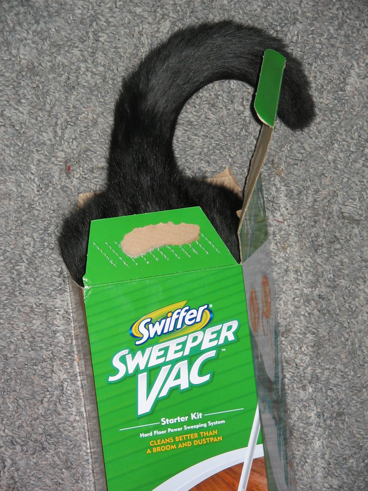 ♥JEWELGIRLS KATZ ♥: ANAKIN: LOVES THE SWIFFER BOX