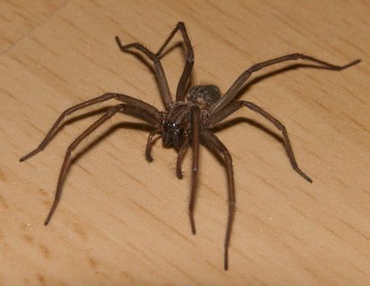 Kråkesølv: Hus med edderkopper...