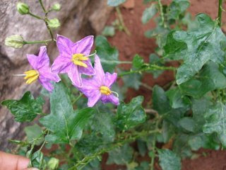 Medicinal Plants of Srilanka: Wel Tibbatu