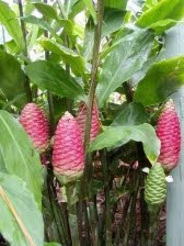 PLANT MEDICINES: Wal eguru