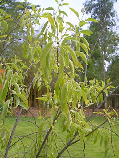Medicinal Plants of Srilanka: Sudu hadun