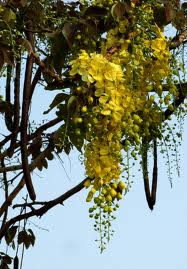 Medicinal Plants of Srilanka: Ehala