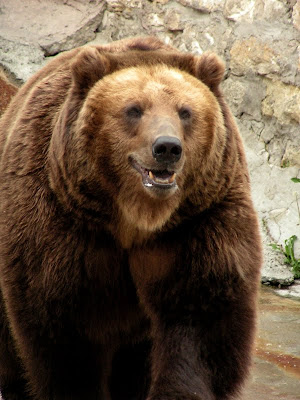 Chiar aceiasi ursi? - Ghinghes.ro