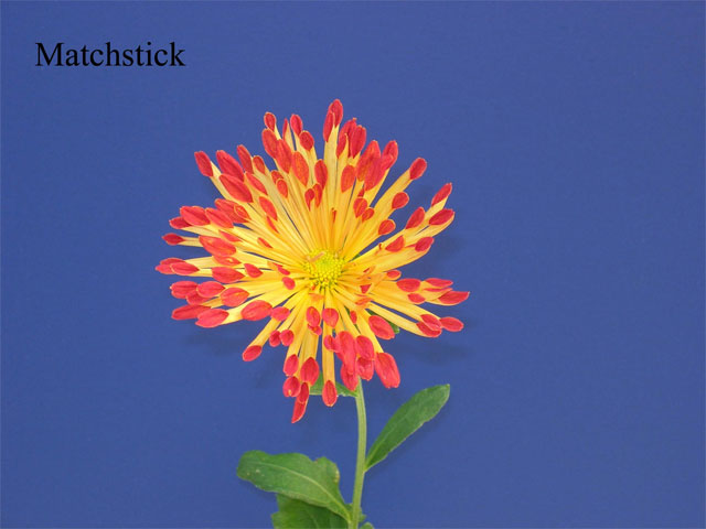 Sweet Home and Garden Chicago: 11/01/2010 - 12/01/2010