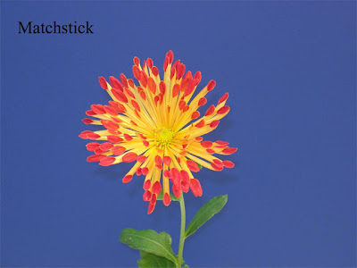 Sweet Home and Garden Chicago: 11/01/2010 - 12/01/2010