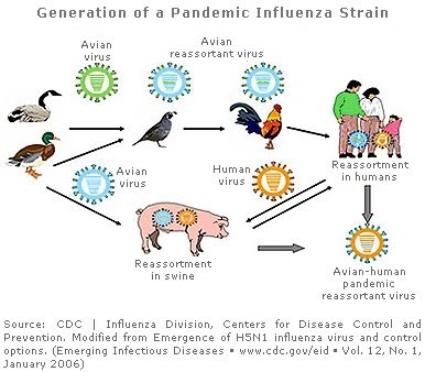 Virus Flu Babi H1N1 (Swine Flu)