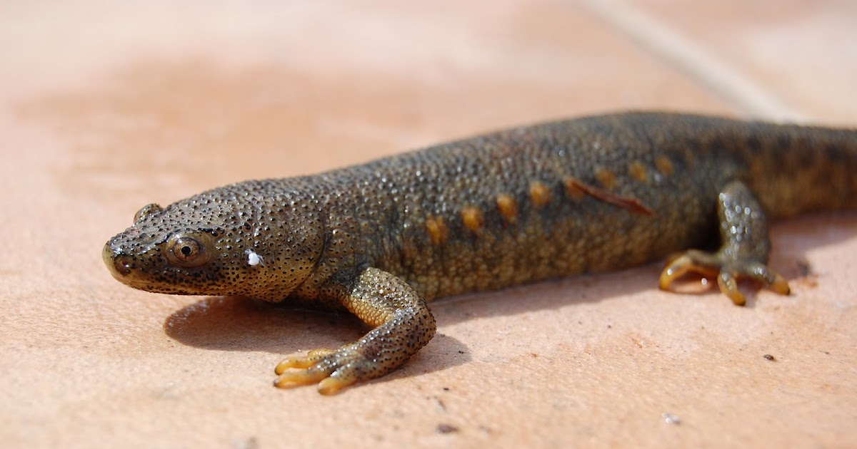 GERENA VIVA: EL GALLIPATO