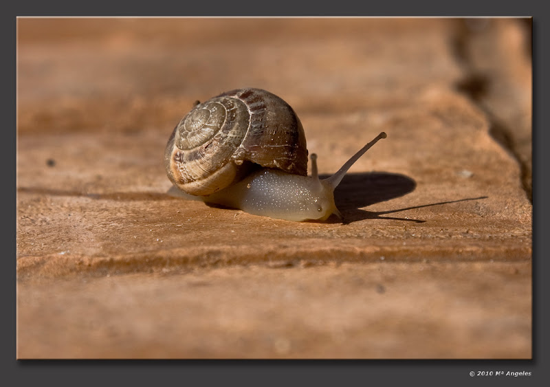 Angeles B.: Caracol