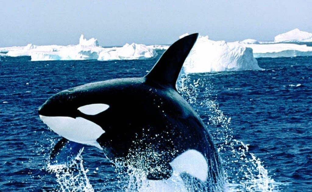 BALENA ALBASTRA | Pentru curiosi