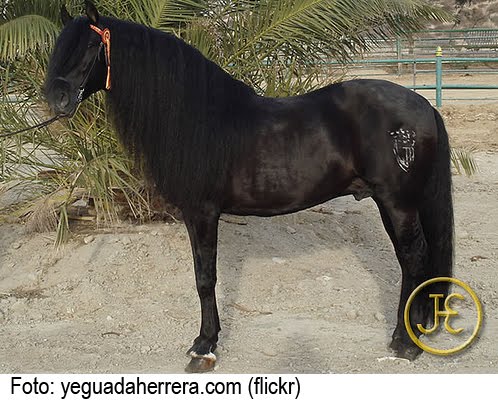 Caballos. : El Pura Sangre Español.