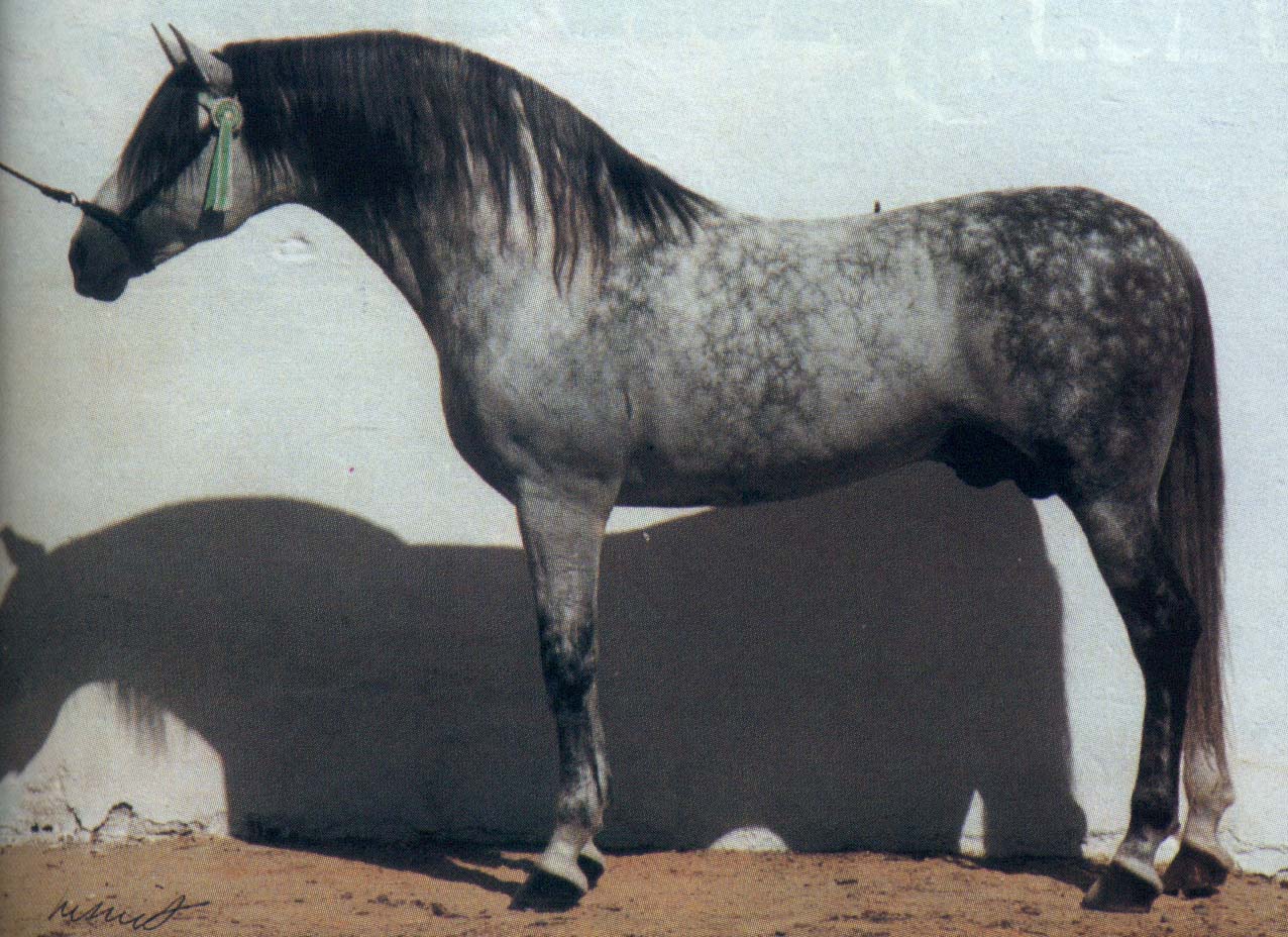 Caballos. : El Pura Sangre Español.