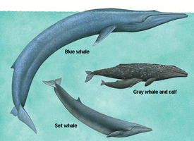 Mrs. Yollis' Classroom Blog: Visit the Pacific Ocean!