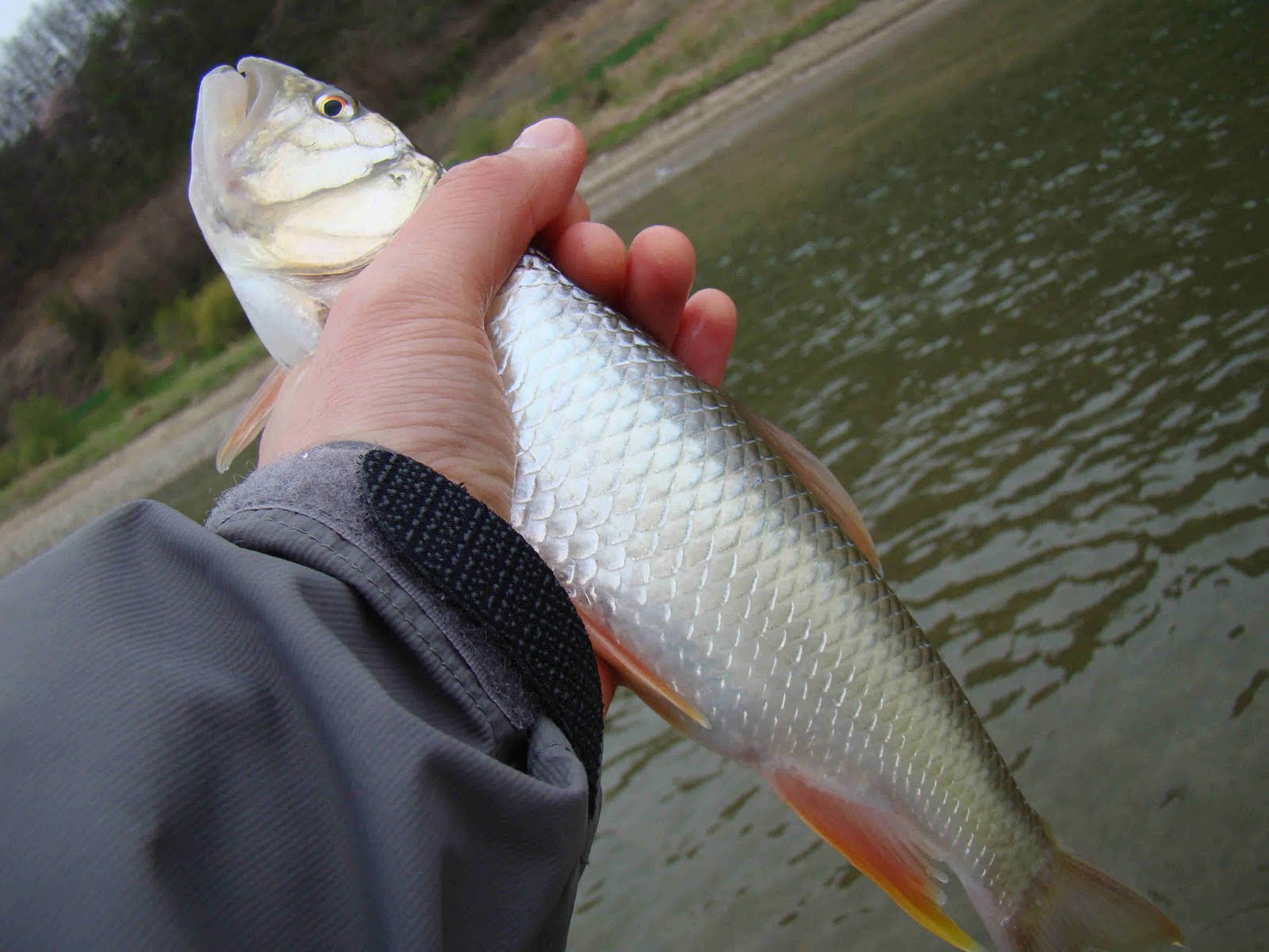 four seasons angling club: Kkuri time